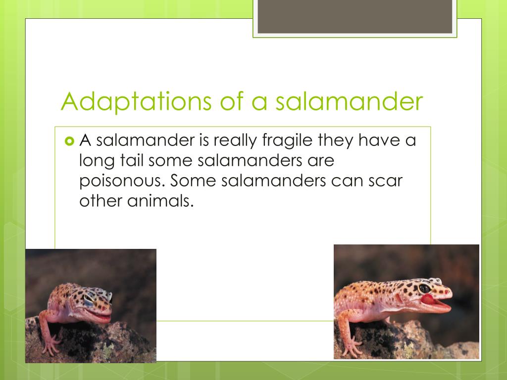 PPT - Georgia Plant and Animal Adaptations PowerPoint Presentation ...
