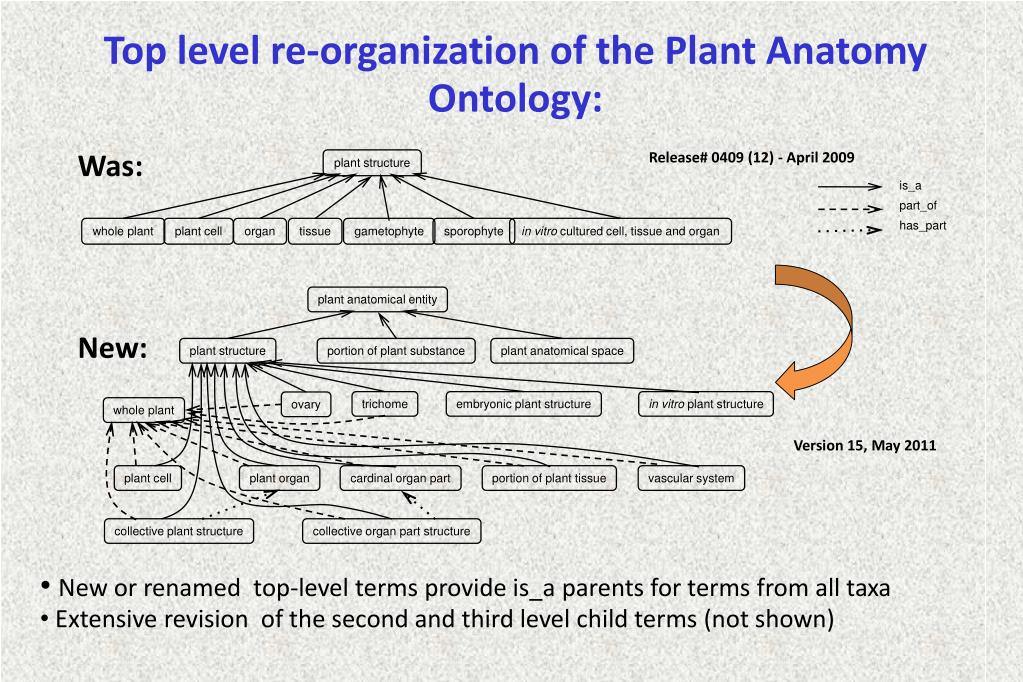 PPT - The Plant Ontology: Development of a Reference Ontology for all ...