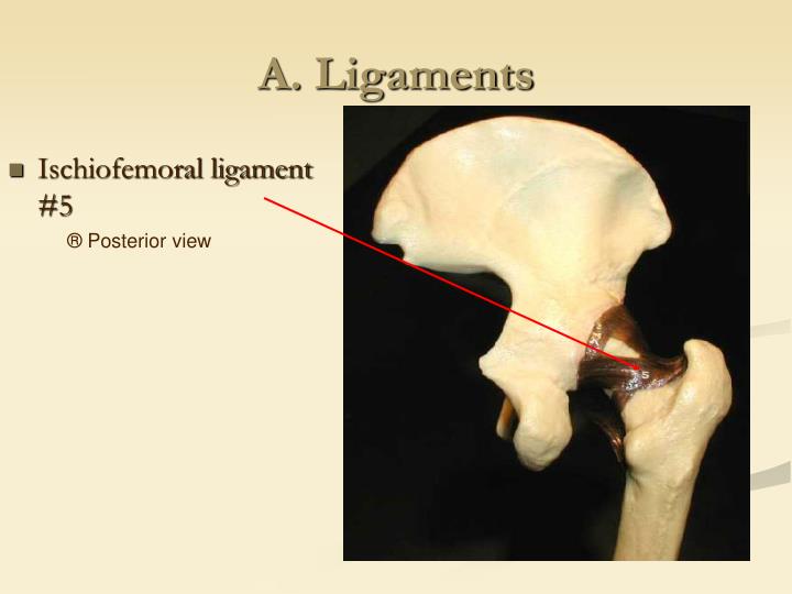 PPT - Iliofemoral Joint (Hip) Presented By: Angela, Clifford, Casey ...