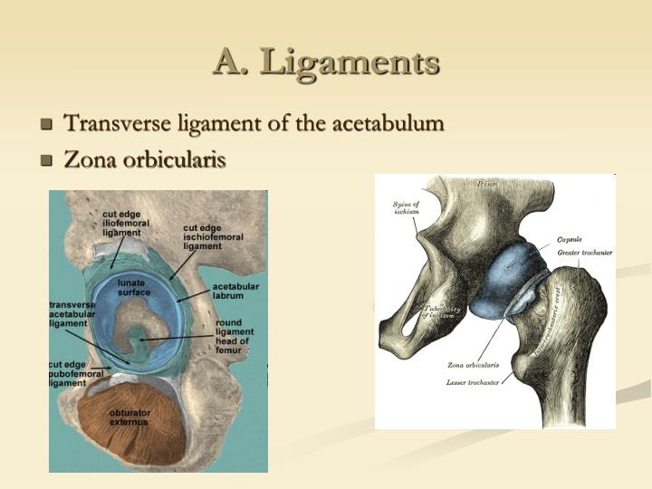 PPT - Iliofemoral Joint (Hip) Presented By: Angela, Clifford, Casey ...