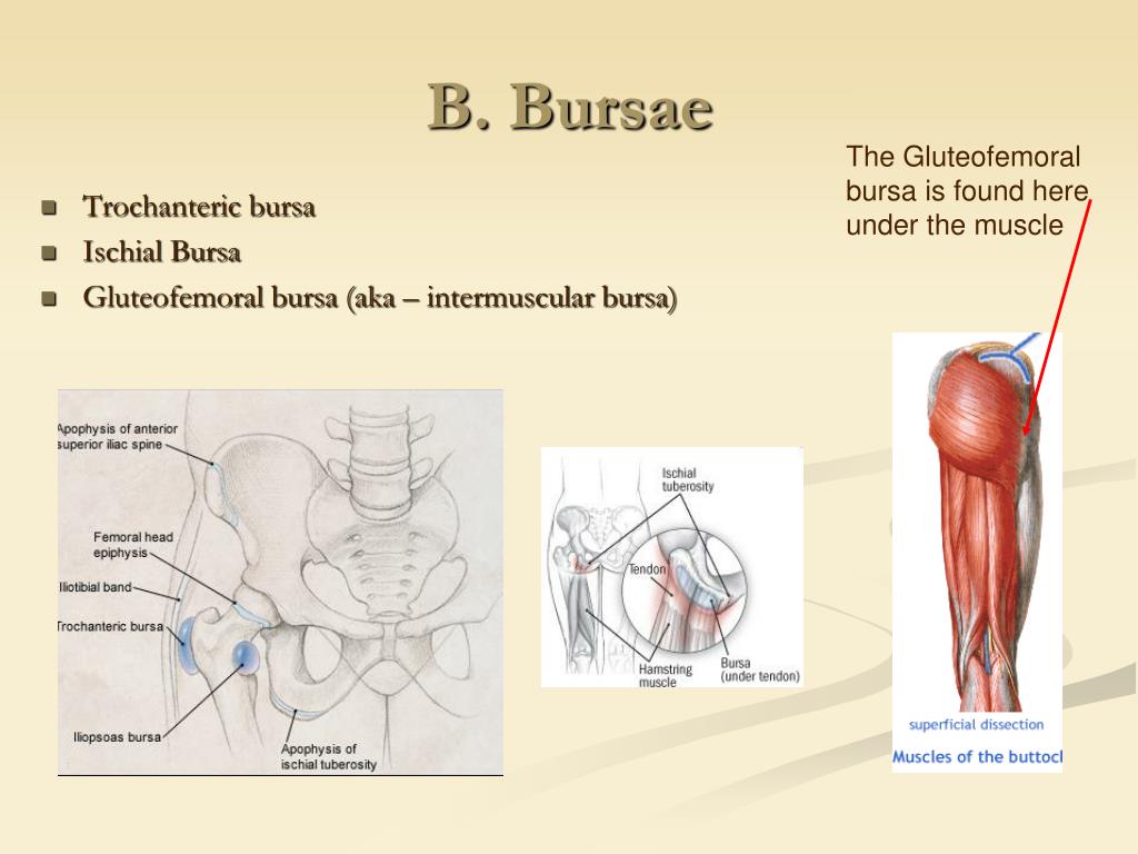 PPT - Iliofemoral Joint (Hip) Presented By: Angela, Clifford, Casey ...