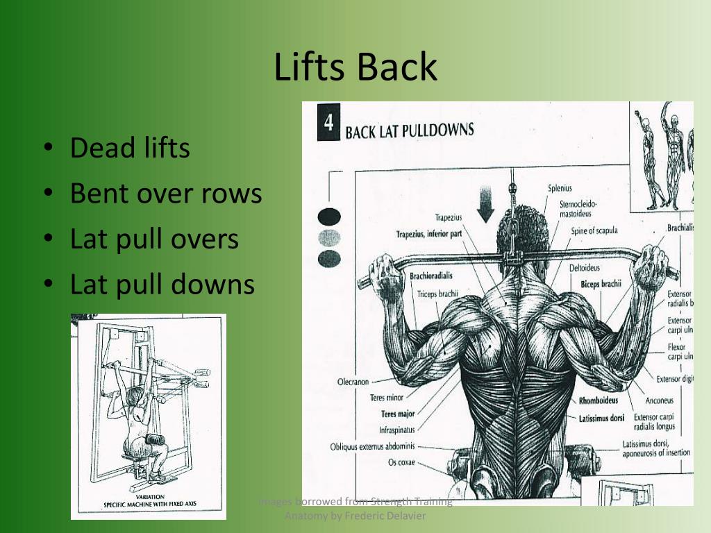 PPT - Personal Fitness II The Muscle Groups PowerPoint Presentation ...
