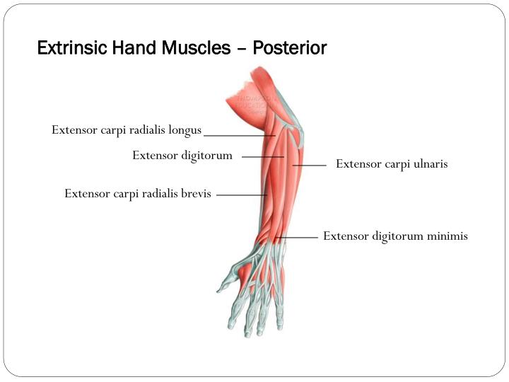 PPT - Muscles of the Upper Limb PowerPoint Presentation - ID:2167557