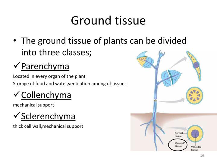 PPT - PLANT TISSUES PowerPoint Presentation - ID:2167570