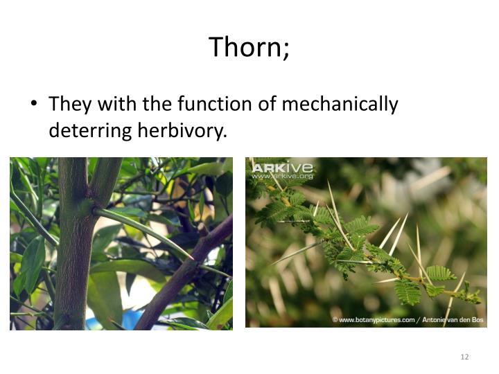 PPT - PLANT TISSUES PowerPoint Presentation - ID:2167570