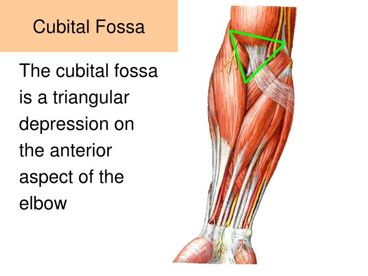 PPT - Muscles of the Arm and Cubital Fossa PowerPoint Presentation - ID ...