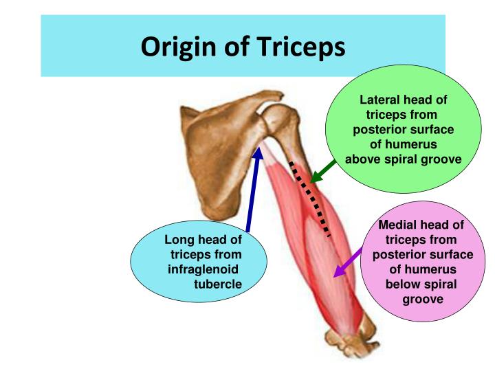 PPT - Muscles of the Arm and Cubital Fossa PowerPoint Presentation - ID ...