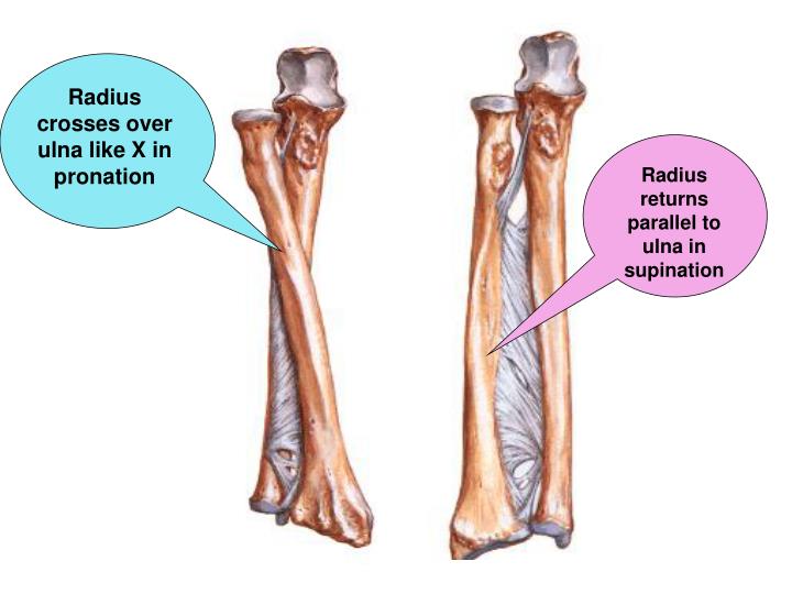 PPT - Muscles of the Arm and Cubital Fossa PowerPoint Presentation - ID ...