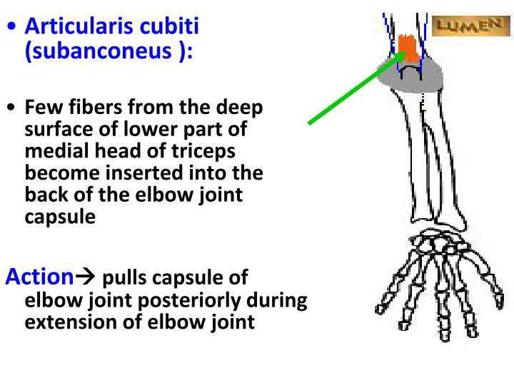 PPT - Muscles of the Arm and Cubital Fossa PowerPoint Presentation - ID ...