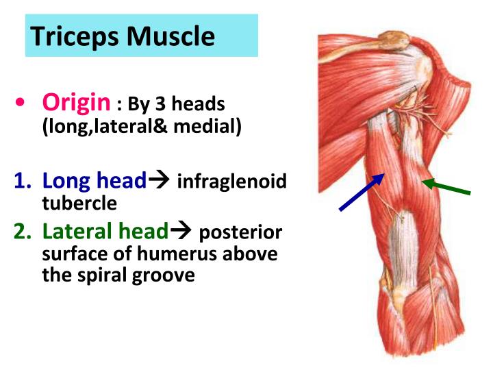 PPT - Muscles of the Arm and Cubital Fossa PowerPoint Presentation - ID ...