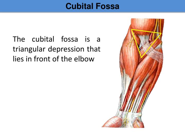 PPT - ARM, CUBITAL FOSSA & ELBOW JOINT PowerPoint Presentation - ID:2167619