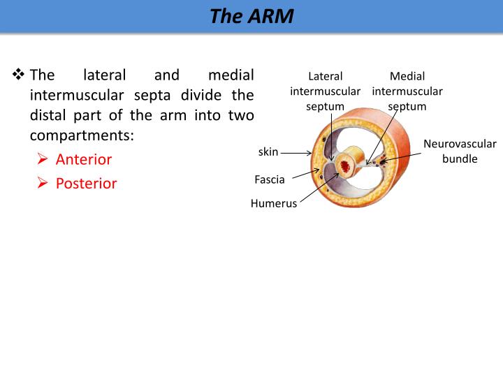 PPT - ARM, CUBITAL FOSSA & ELBOW JOINT PowerPoint Presentation - ID:2167619