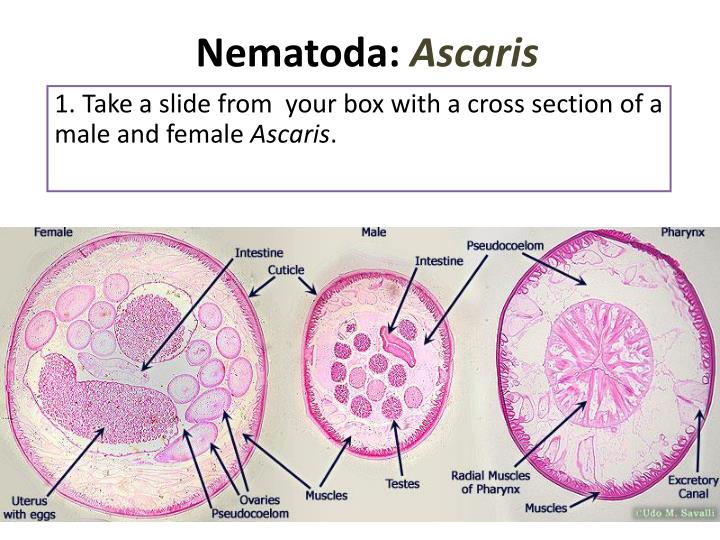 PPT - LABORATORIO: Parte 2 Filo Nematoda y otros PowerPoint ...