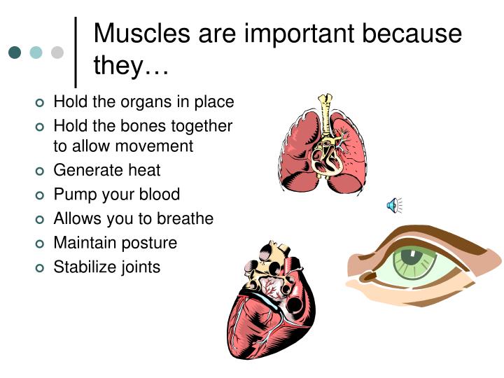 PPT - The Muscular System PowerPoint Presentation - ID:2167629