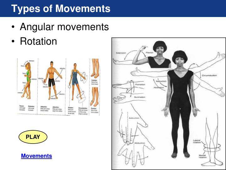 PPT - Articulations PowerPoint Presentation - ID:2167770