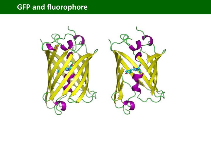 PPT - Fluorescent proteins PowerPoint Presentation - ID:2168129