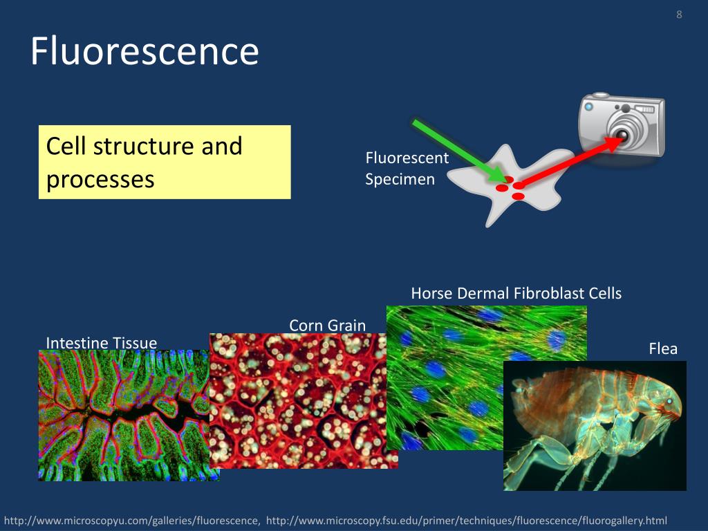 PPT - Multiplexed Fluorescence Unmixing PowerPoint Presentation, free ... PPT - Multiplexed Fluorescence Unmixing PowerPoint Presentation, free ...