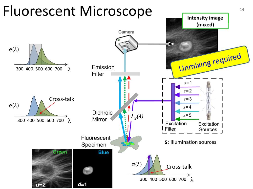 PPT - Multiplexed Fluorescence Unmixing PowerPoint Presentation, free ... PPT - Multiplexed Fluorescence Unmixing PowerPoint Presentation, free ...