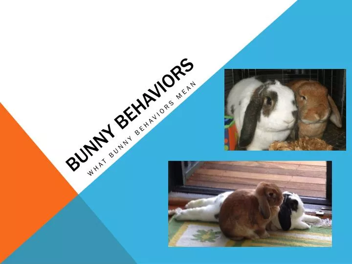 PPT - bUnny behaviors PowerPoint Presentation, free download - ID:2168786
