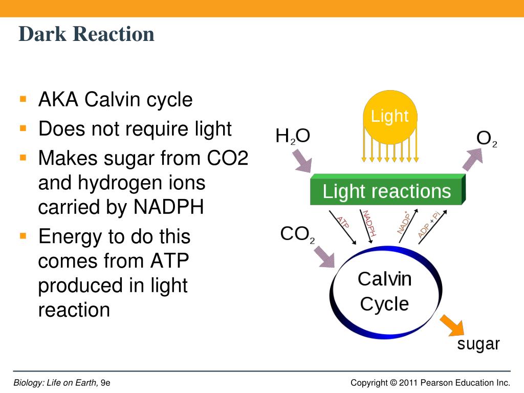PPT - Plant Responses to the Environment, Transpiration, Photosynthesis ...