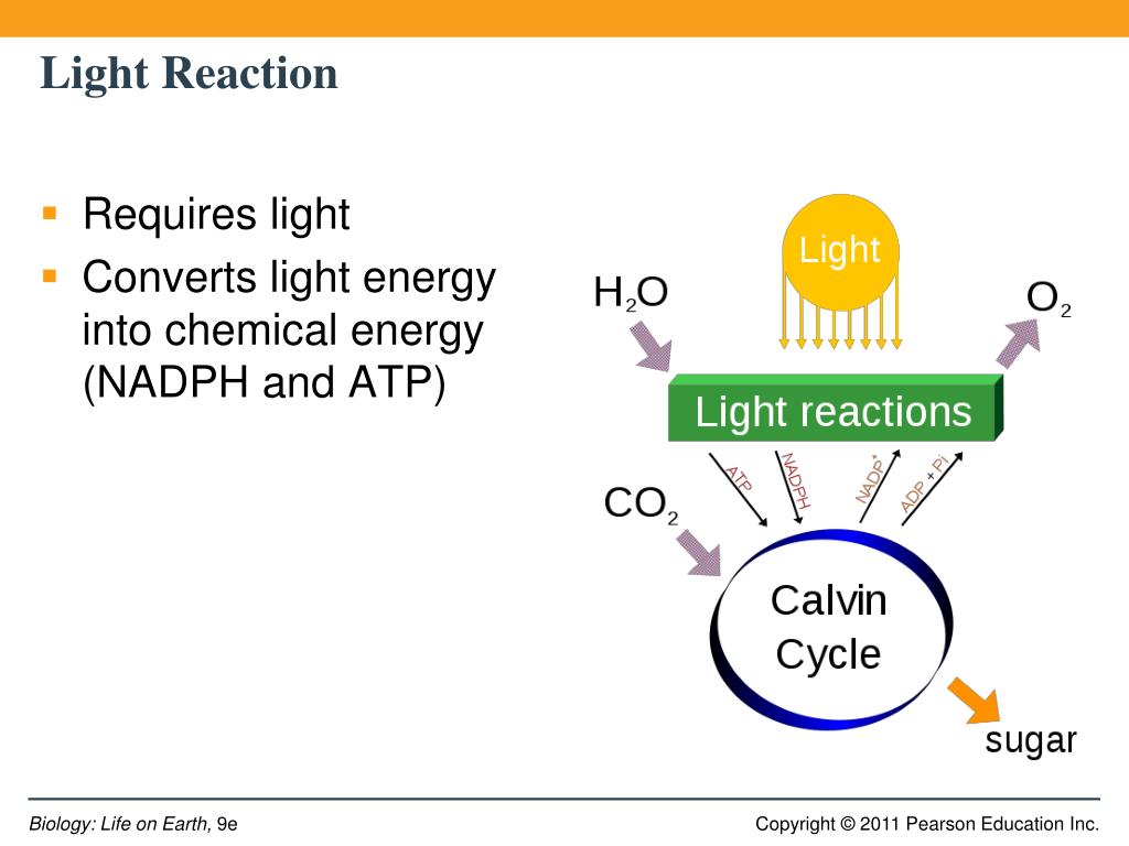 PPT - Plant Responses to the Environment, Transpiration, Photosynthesis ...