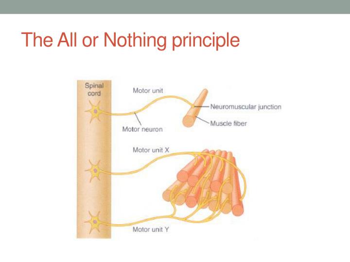 PPT - LIP Lactate inflection point PowerPoint Presentation - ID:2169352