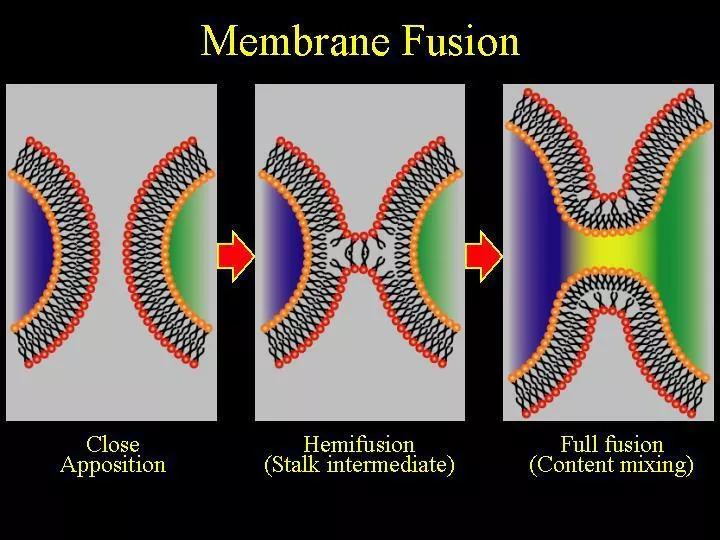 PPT - Membrane Fusion PowerPoint Presentation, free download - ID:2169514