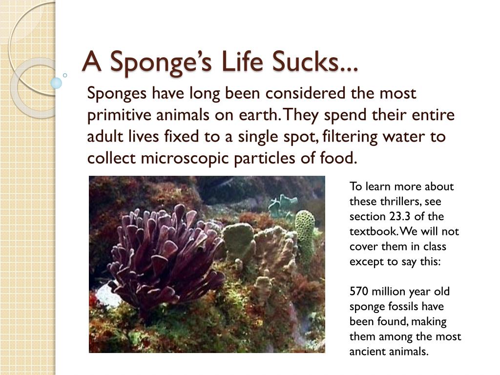 PPT - Animal Characteristics and Animal Diversity PowerPoint ...