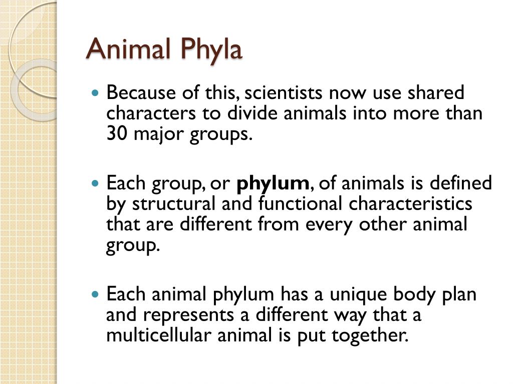 PPT - Animal Characteristics and Animal Diversity PowerPoint ...