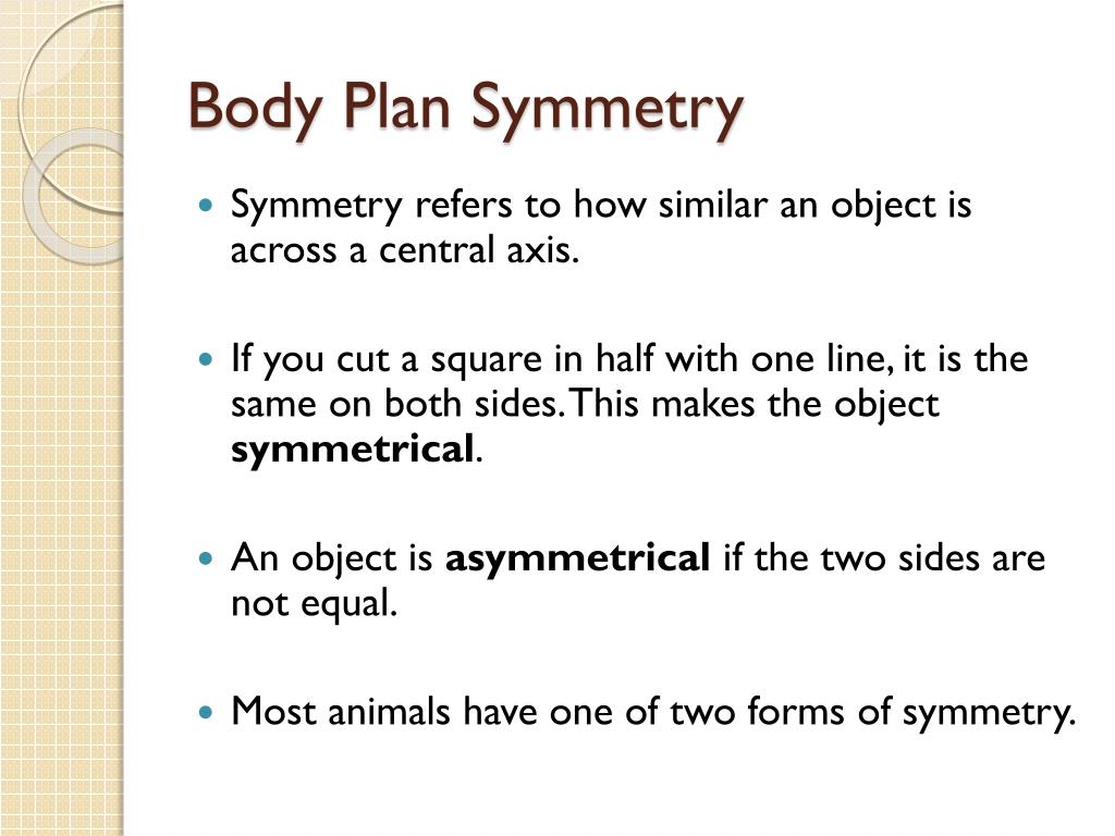 PPT - Animal Characteristics and Animal Diversity PowerPoint ...