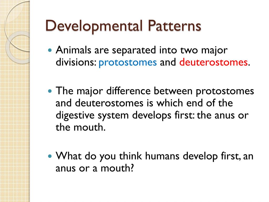 PPT - Animal Characteristics and Animal Diversity PowerPoint ...