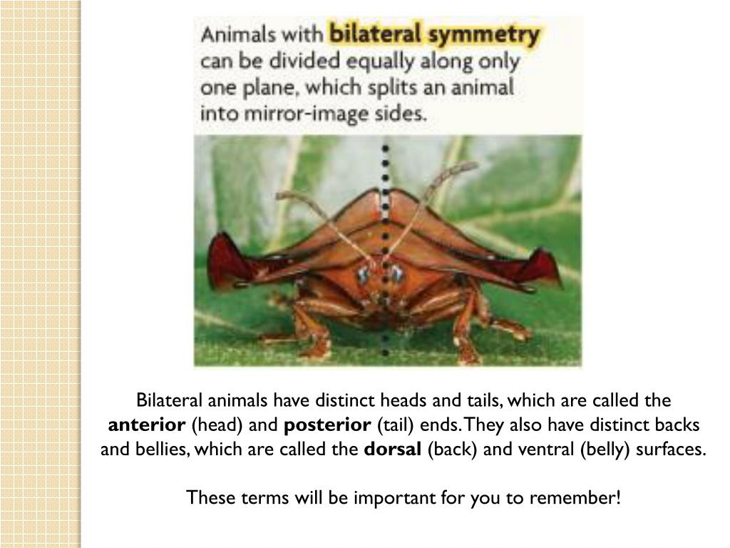 PPT - Animal Characteristics and Animal Diversity PowerPoint ...