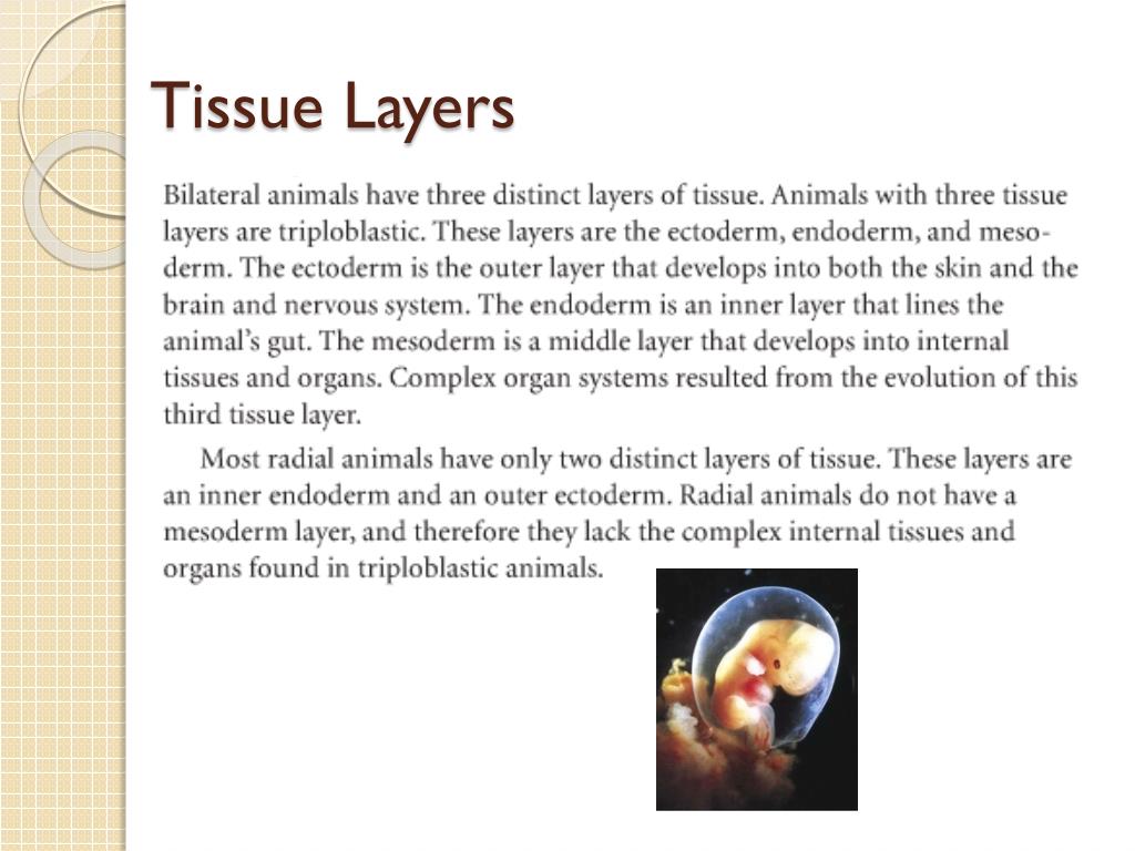 PPT - Animal Characteristics and Animal Diversity PowerPoint ...