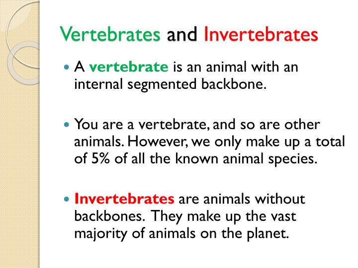 PPT - Animal Characteristics and Animal Diversity PowerPoint ...