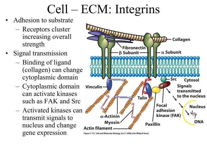 PPT - The Extracellular Space PowerPoint Presentation - ID:2169541