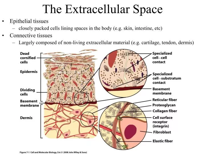 PPT - The Extracellular Space PowerPoint Presentation, free download ...