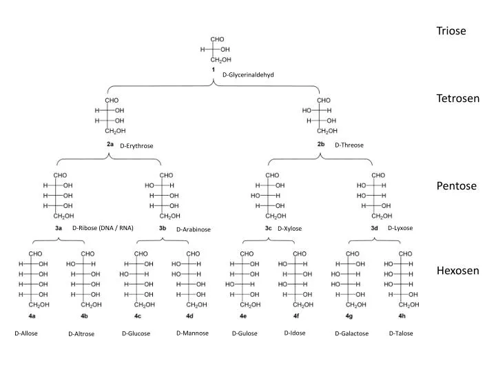 PPT - Triose PowerPoint Presentation, free download - ID:2169723