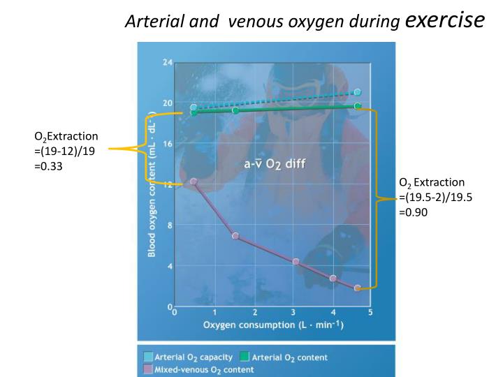 PPT - Cardiovascular response to exercise PowerPoint Presentation - ID ...
