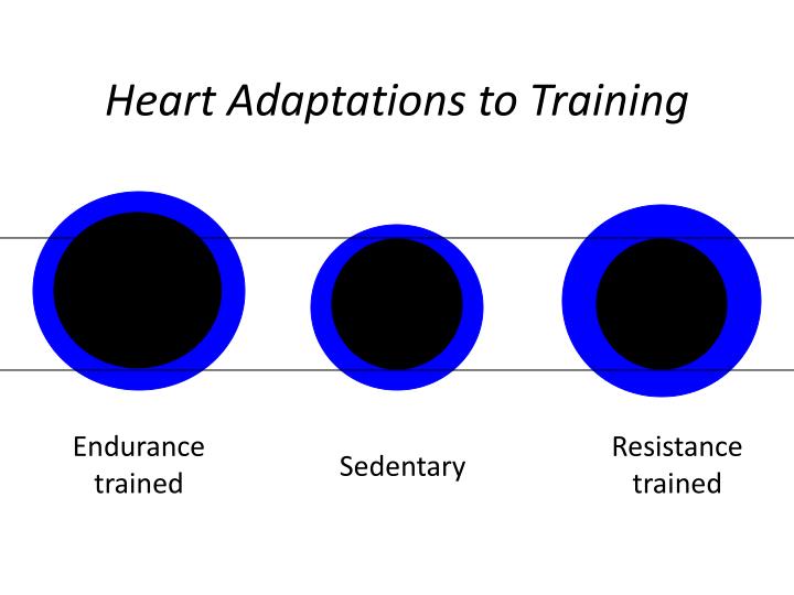 PPT - Cardiovascular response to exercise PowerPoint Presentation - ID ...