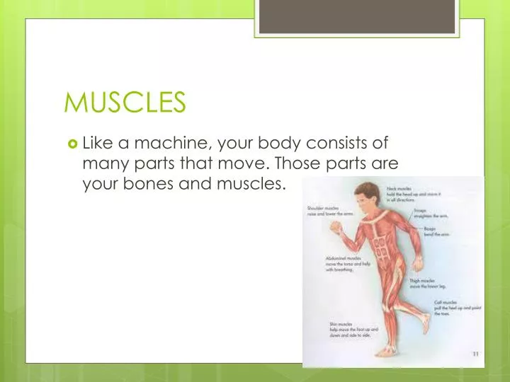 PPT - MUSCLES PowerPoint Presentation, free download - ID:2169903