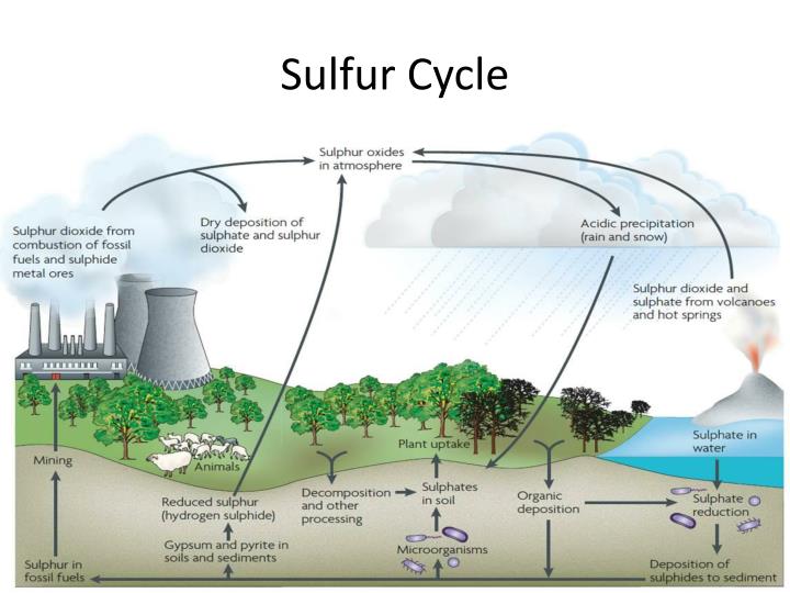 PPT - Abiotic Cycles PowerPoint Presentation - ID:2170024