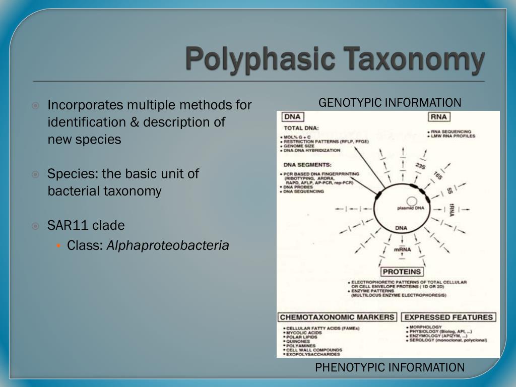 PPT - Sarah N. Brown Dr. Stephen Giovannoni Dr. Jang-Cheon Cho ...