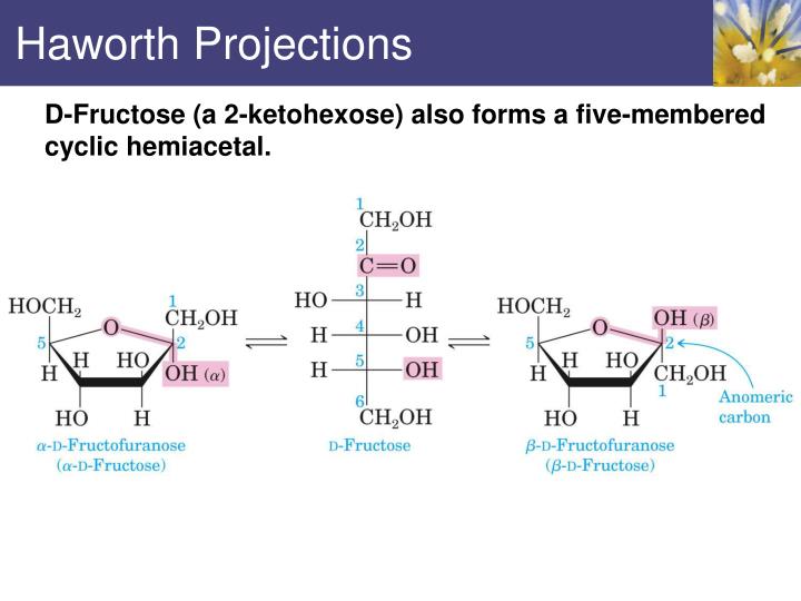PPT - Carbohydrates PowerPoint Presentation - ID:2170103