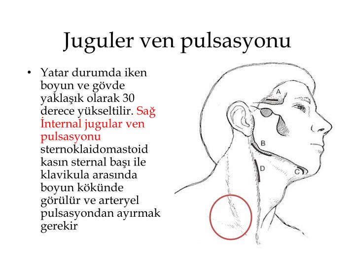 PPT - FİZİK MUAYENE (DOLAŞIM) PowerPoint Presentation - ID:2170304