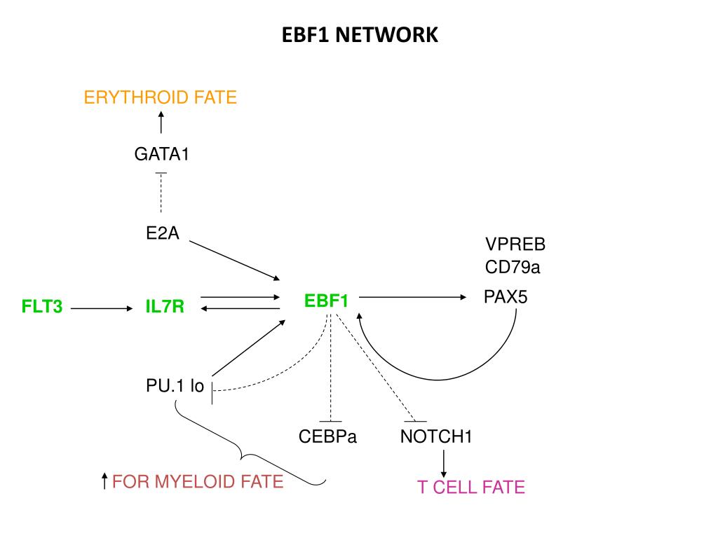 PPT - Perturbation of fetal liver haematopoietic stem and progenitor ...