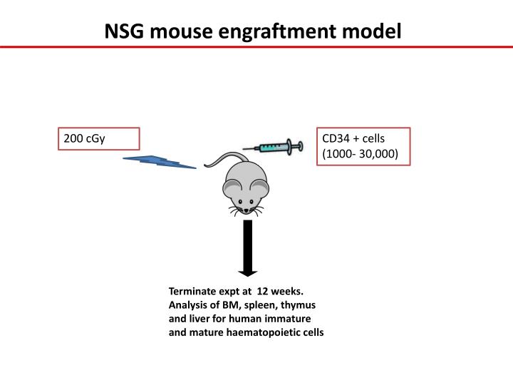 PPT - Perturbation of fetal liver haematopoietic stem and progenitor ...