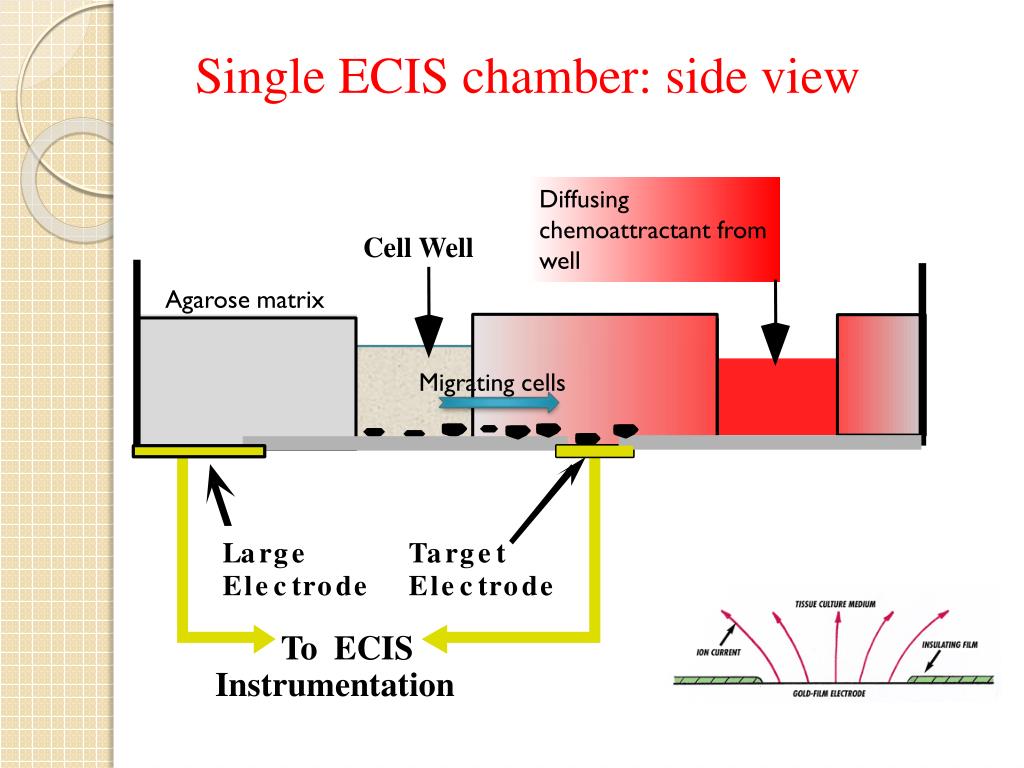 PPT - Anti-Metallothionein Therapeutics opportunities for the treatment ...