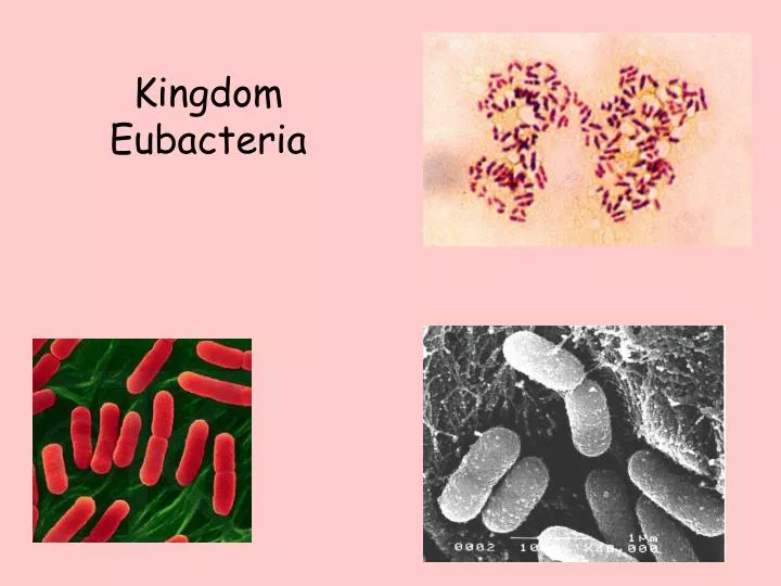 PPT - Kingdom Eubacteria PowerPoint Presentation, free download - ID ...