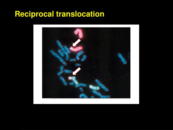 PPT - Eukaryotic Chromosome Organization — Lecture II PowerPoint ...
