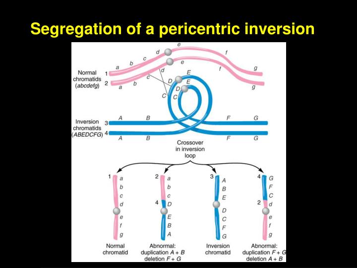 PPT - Eukaryotic Chromosome Organization — Lecture II PowerPoint ...